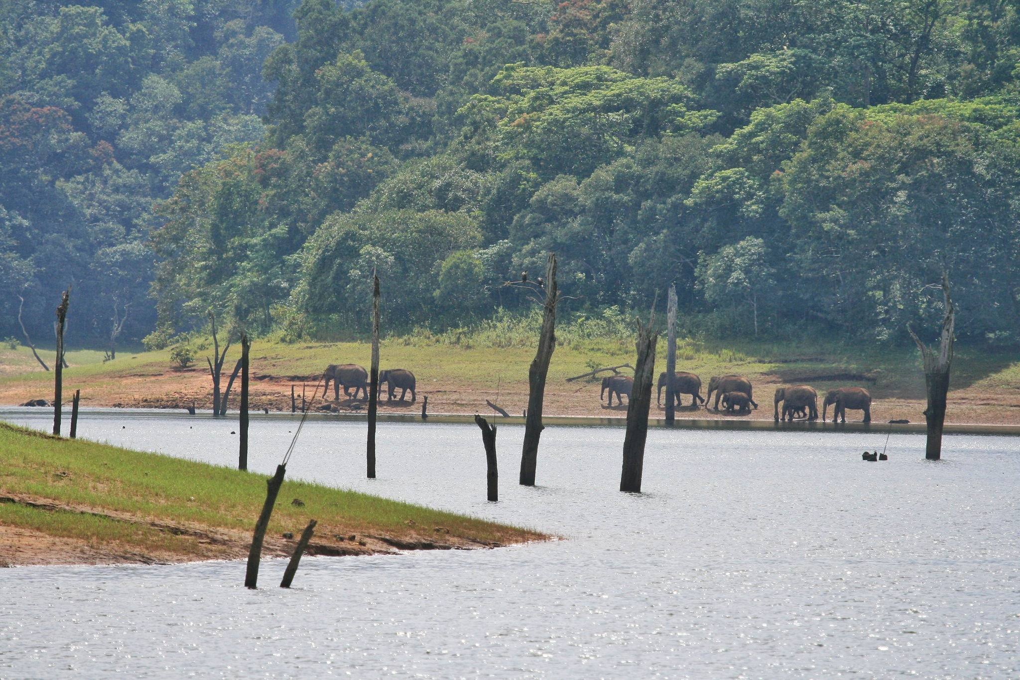My experience in Thekkady Kerala- Places to visit in Thekkady, Things ...