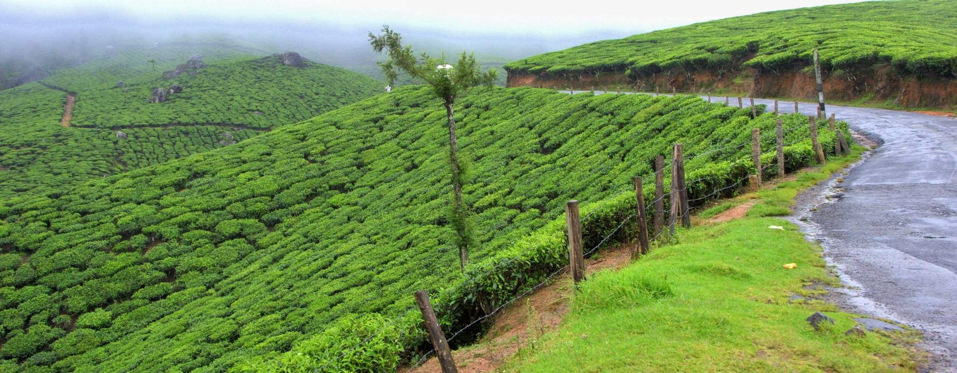 Munnar Kerala: Places to visit in Munnar that can’t be missed! - The ...